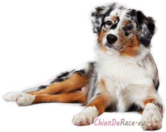 Berger Australien : caractère, qualités &défauts de ce chien
