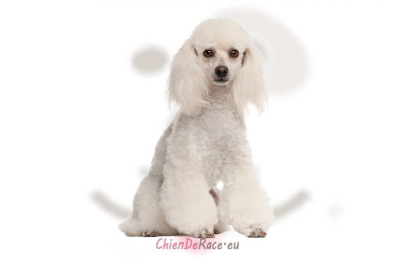 Caniche : origine, caractère, qualités & défauts de ce chien