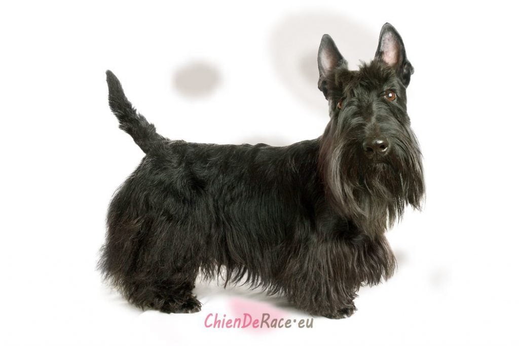 Les chiens de terrier, qui sont-ils