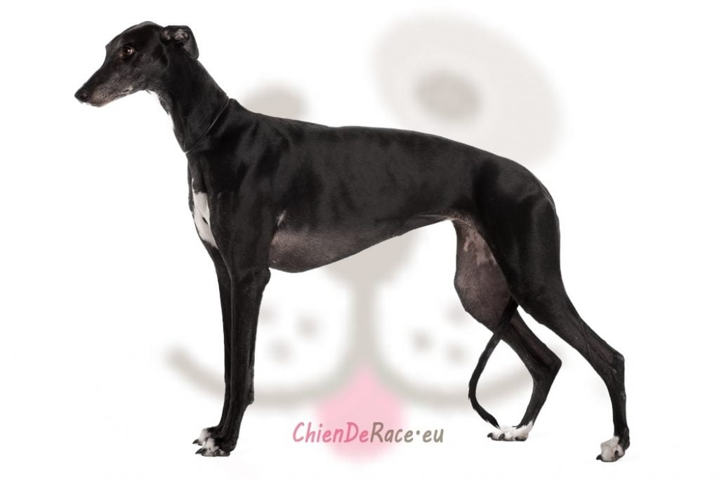 Le Greyhound : caractère, qualités & défauts de ce chien