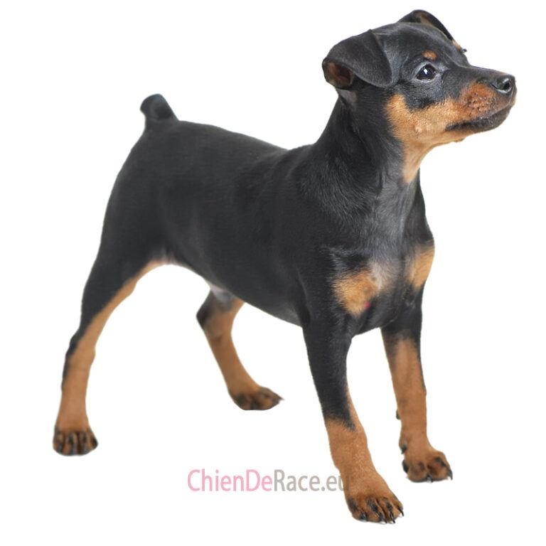 Le Pinscher nain : caractère, qualités & défauts de ce chien