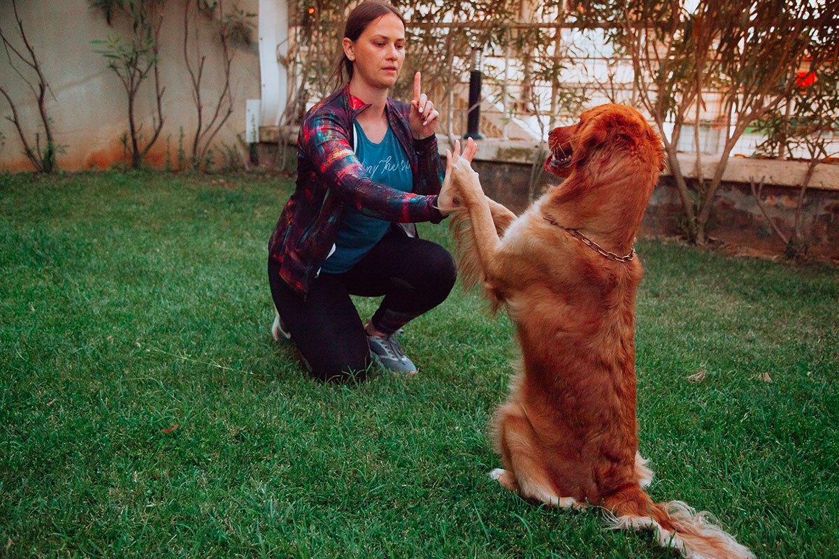 Eduquer votre chien : comprendre son comportement et les instructions ...